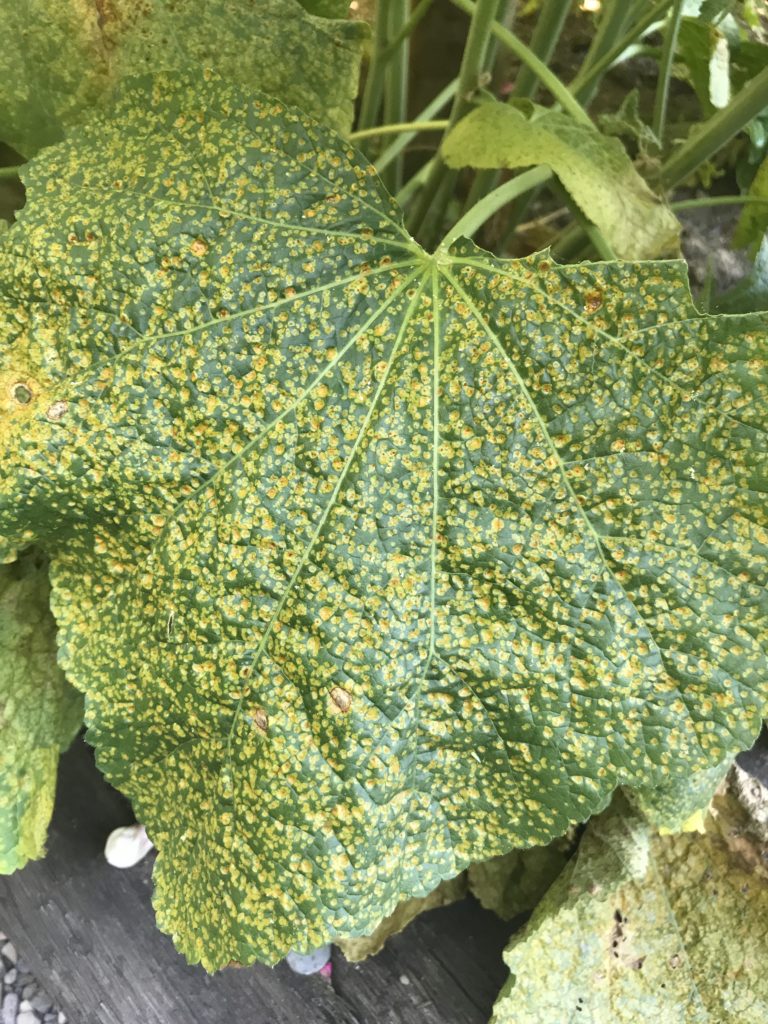 Dealing with "rust" fungus on Hollyhocks - The Hive