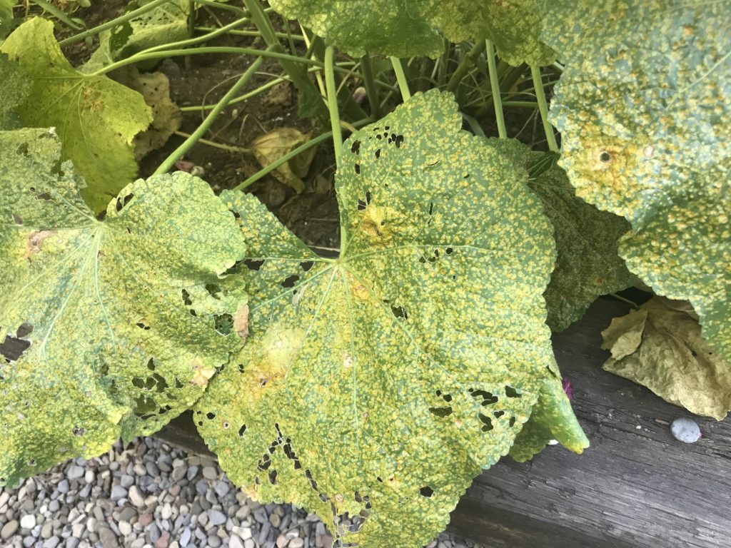 Dealing with "rust" fungus on Hollyhocks - The Hive