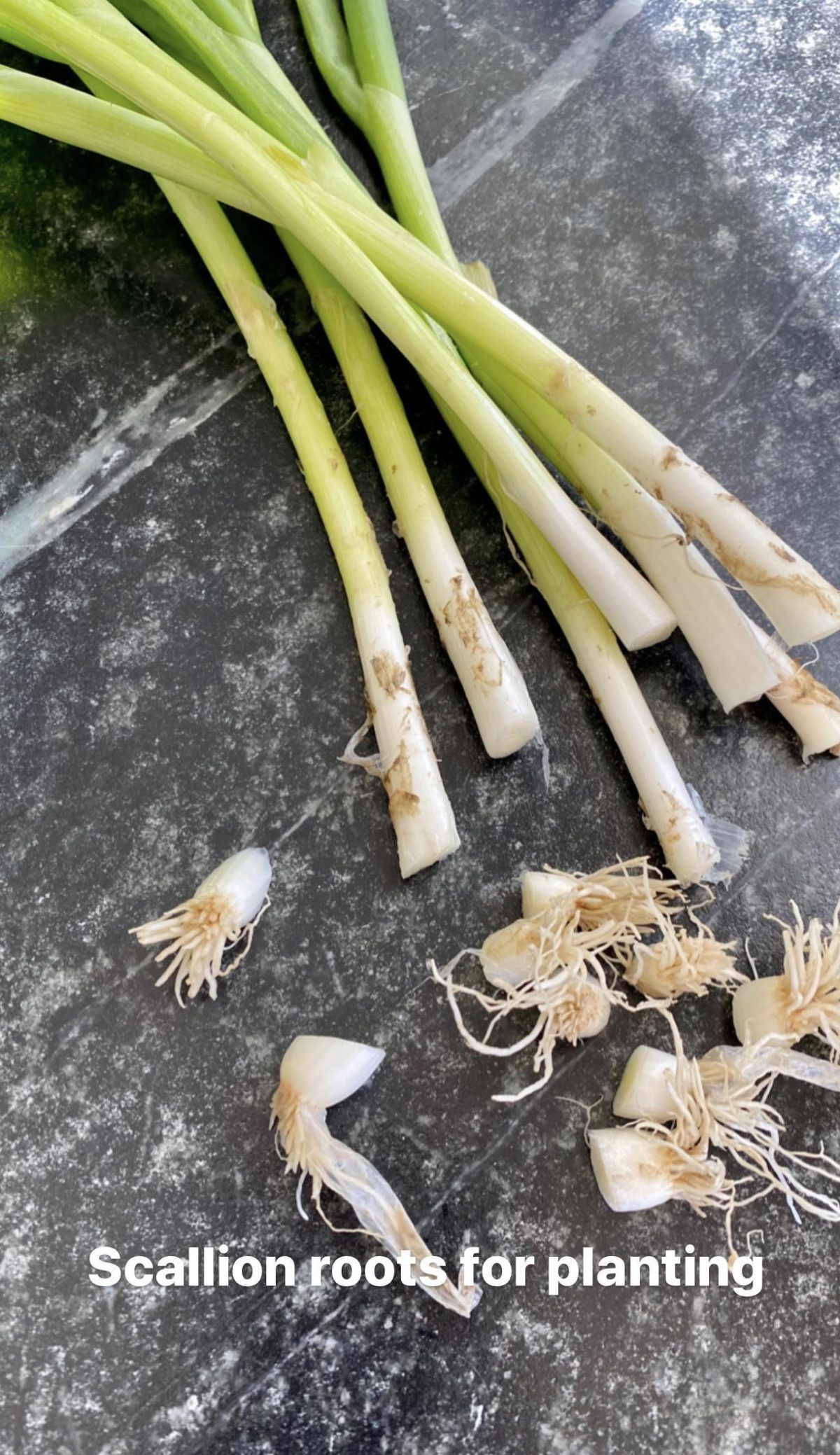 Planting Scallions - The Hive